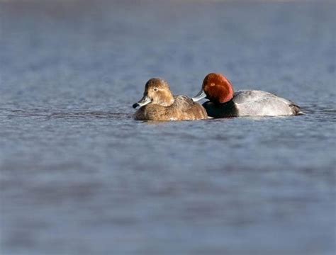Redhead Vs Canvasback Duck Identification