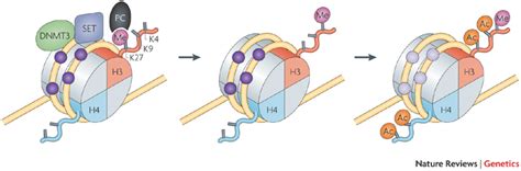 A Model Of Somatic Cell Reprogramming Pluripotency Genes In Somatic