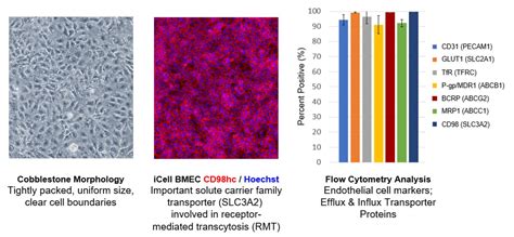 Icell Blood Brain Barrier Isogenic Kit 01279 R1241 Fujifilm Cdi