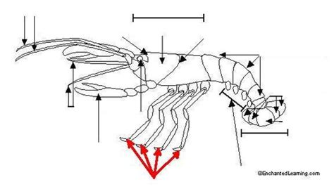 Invert Biology Lab Exam Flashcards Quizlet