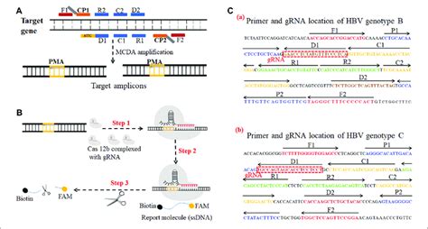A Schematic Illustration Of The Principle Of The Crispr Hbv System
