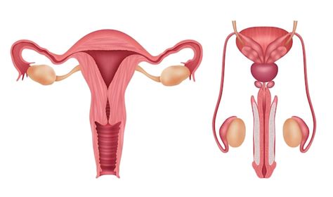 Reproductief Systeem Menselijke Mannelijke En Vrouwelijke Organen