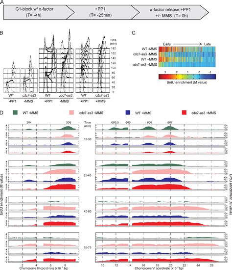 Figure 1 From The Level Of Origin Firing Inversely Affects The Rate Of Replication Fork
