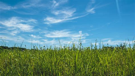 Tall Grass Field Wallpaper
