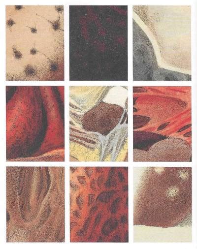 Close Up Views Of Various Kinds Of Pathology Affe Tumbex