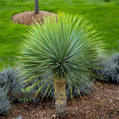 Yucca Rostrata Seeds Exotic Planting Variety For Stunning Landscapes