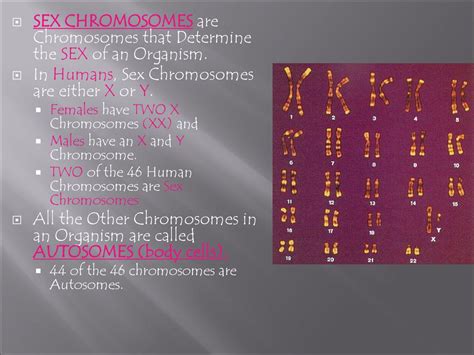 Meiosis Making ME Ppt Download