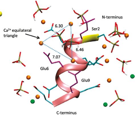 A Snapshot Illustrates The Interactions Among Ca 2 Ions Download