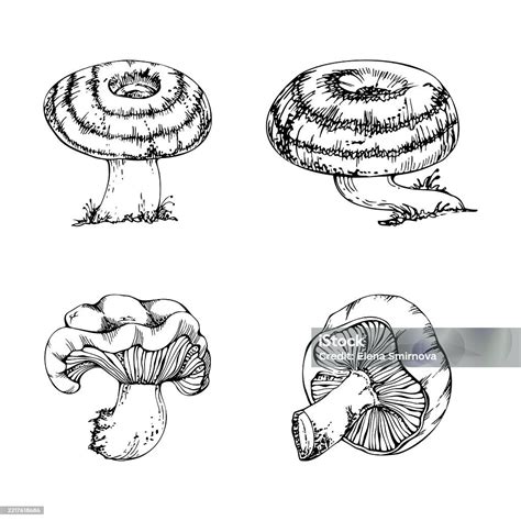 Lactarius 우유 모자 Russula 줄무늬 버섯 곰팡이 가을 수확 비건 요리를 위한 식용 원료 벡터 잉크로 손으로 그린 단일 요소입니다 숲 축제 포스터 교육용 인쇄물
