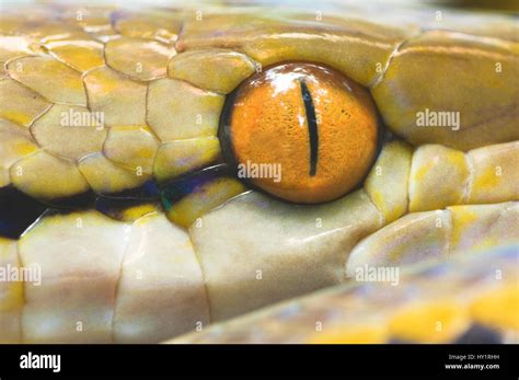 Reticulated Python Python Reticulatus Eye Detail Kinabatangan River