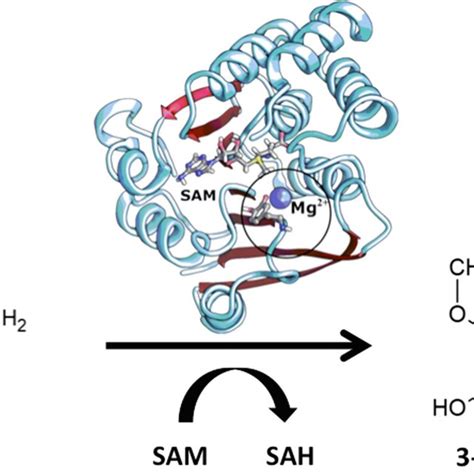 Conversion Of Dopamine To 3 Methoxytyramine 3 Methoxytyramine A