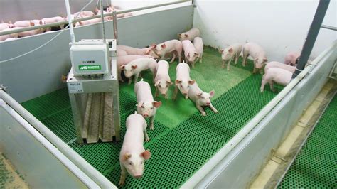 Top 5 Popular Scales For Pigs