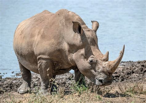 Animales En Peligro De Extinción 2023 Biodiversidad Amenazada