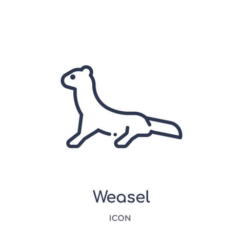 Weasel Illustrations Royalty Free Vector Graphics And Clip Art Istock