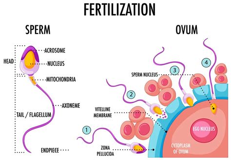 Understanding Fertilization A Detailed Diagram Of Sperm And Ovum Interaction Overseas Doctor
