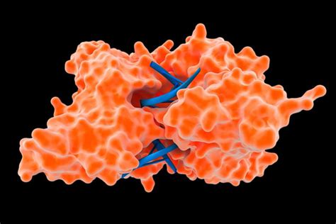 How Do Restriction Enzymes Cut Dna Sequences