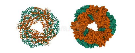 Synechococcus Stock Illustrations 13 Synechococcus Stock Illustrations Vectors And Clipart