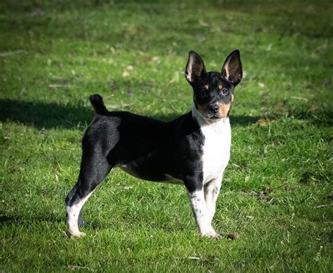 Briarbey Decker Rat Terrier Puppies Rat Terrier Puppies Rat Terriers
