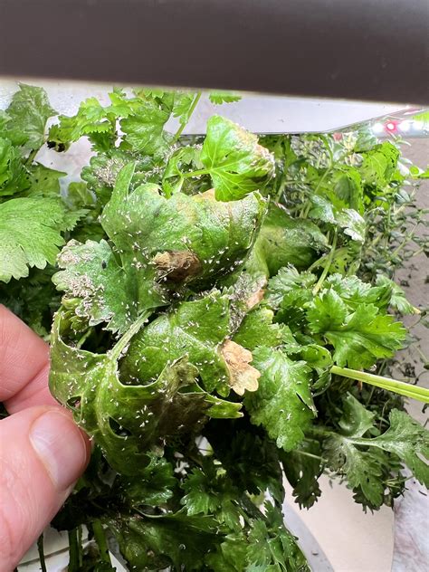 Kratky Vs Dwc R Hydroponics