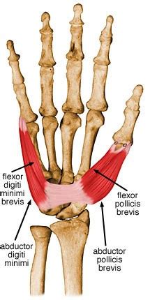 Flexor Digiti Minimi Brevis Anatomy Orthobullets