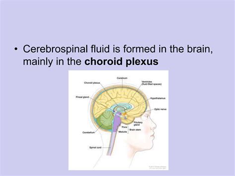 Cerebrospinal Fluidcsf Collection Composition Pdf