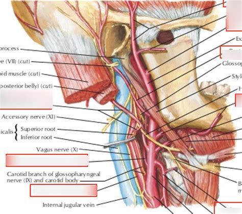 Common Carotid Artery Diagram Quizlet