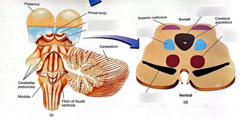 Tectum And Tegmentum Midbrain Diagram Quizlet