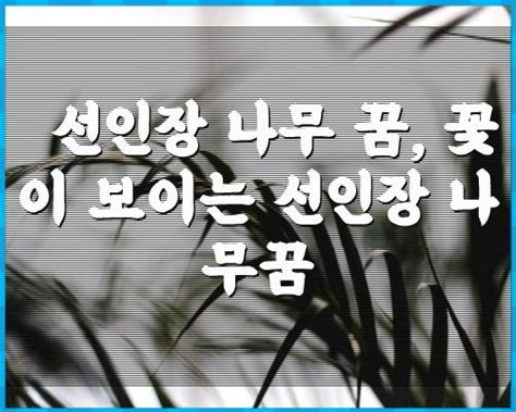 선인장 나무 꿈 꽃이 보이는 선인장 나무꿈