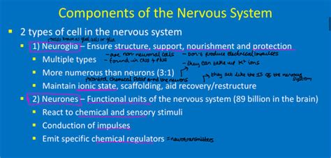 22 Neural Components Networks Flashcards Quizlet