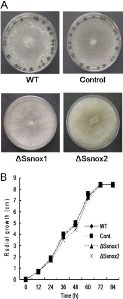 Phenotypes Of Nox Knockdown Mutants Of S Sclerotiorum A Sclerotial Download Scientific