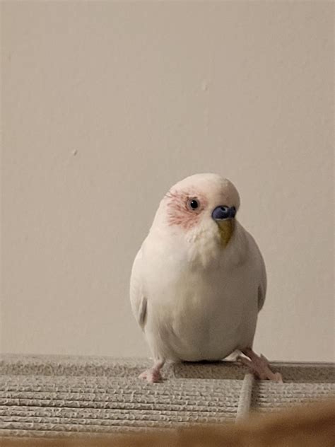 He Looks Like Zuko From Avatar The Last Airbender R Budgies