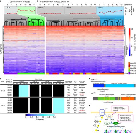 Transcriptomics And Genomics Of Evolutionary E Coli Lines Ab