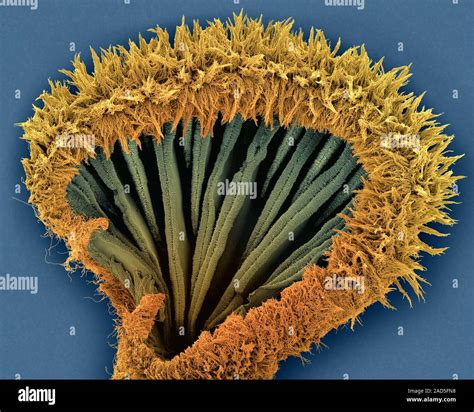 Coloured Scanning Electron Micrograph Sem Of The Bracket Fungus
