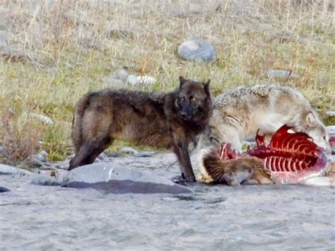 Video Two Wolves Eating An Elk Carcass In Big Sky Explore Big Sky