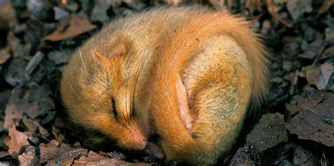 Studying How Hibernation Works Could Help Treat Human Diseases