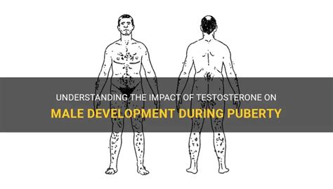 Understanding The Impact Of Testosterone On Male Development During Puberty Medshun