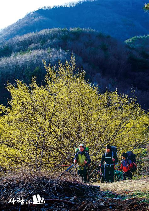 이천 원적산 산수유 꽃대궐 품은 아름다운 숲길