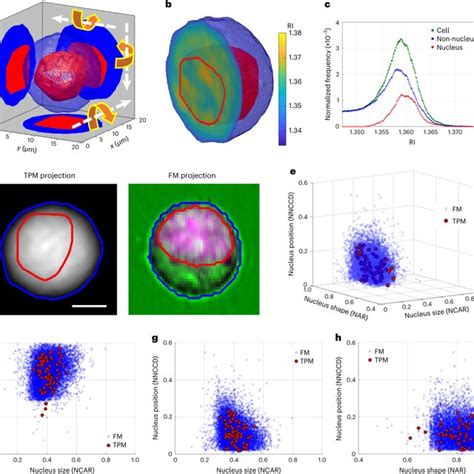 Comparison Between Label Free And Fluorescent Bioimaging In Download Scientific Diagram