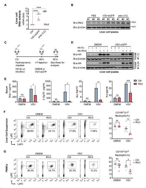 Rtn3 Overexpression Suppresses Antiviral Immune Responses In Mice A Download Scientific