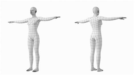 natural female and male in t pose base mesh 3d model in woman 3dexport