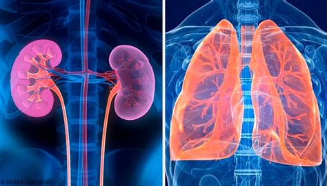 Alcalosis Mejor Con Salud