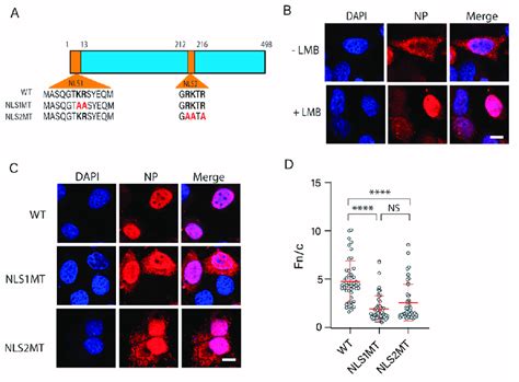 Subcellular Localization Of Wt And Mutant Nps A Schematic
