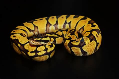 ball python temperature and light