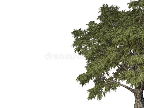 3d Rendering Of A Foreground Tree Branch On White Backg Stock