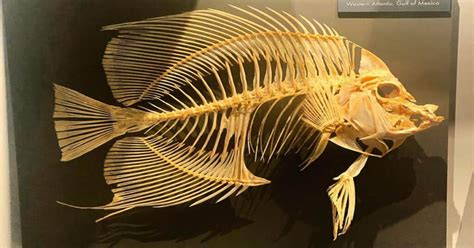Fish Skeleton Bone Structure Of Spectacular Water Creatures Learn