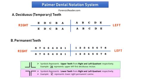 Tooth Numbering Systems 7 Major Dental Notations Nomenclature And Charting System Tooth Numbering Systems 7 Major Dental Notations Nomenclature And Charting System