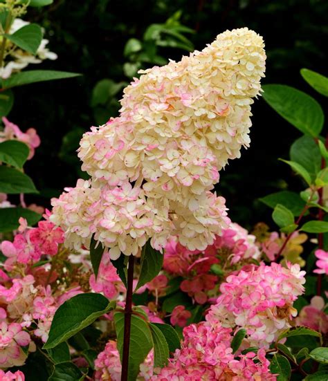How To Grow And Care For Strawberry Sundae Hydrangea
