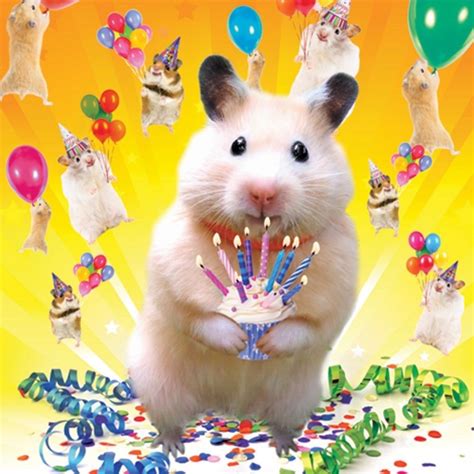 Hamster Birthday Card Hammy Time Funny Hamsters Party Greeting Card New
