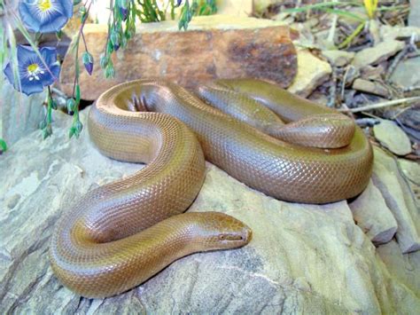 Rubber Boa Facts Description And Pictures
