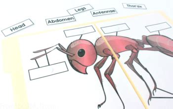 Insect Labeling File Folder Game From ABCs To ACTs